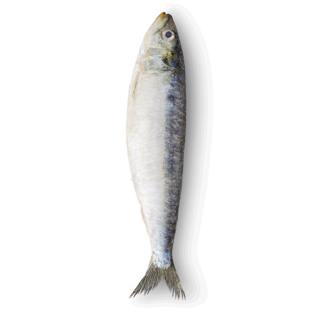 20 x 800 g Frozen Wild Sardine Chem free Whole – Lagoon Seafood ...