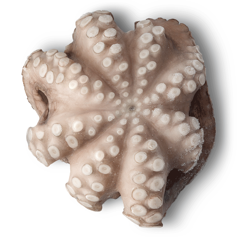 T4 1.5/2 kg ±12 kg Frozen Wild Octopus Whole IQF Morocco – Lagoon ...
